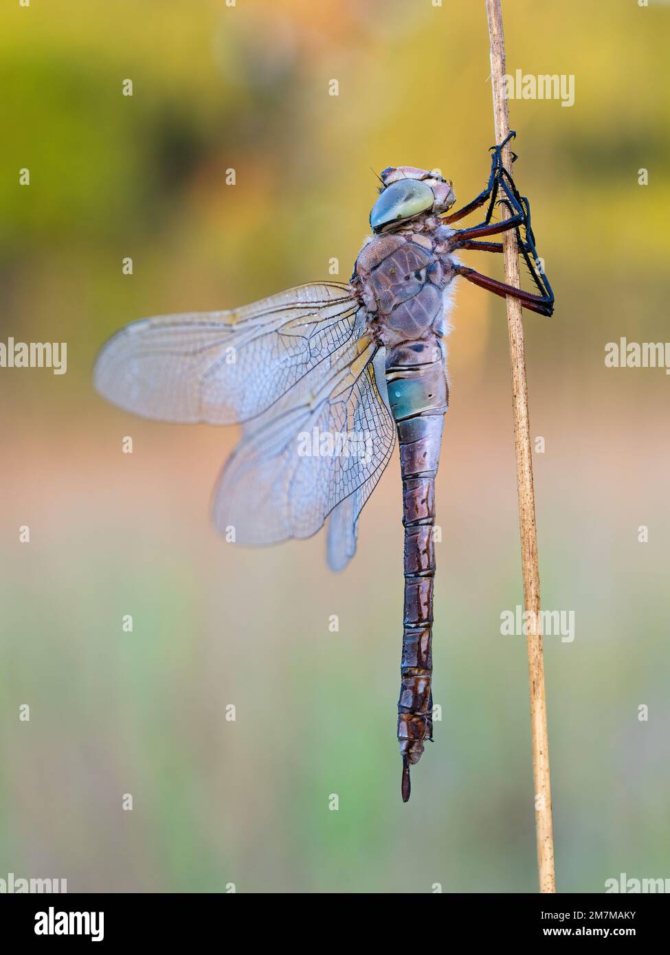 Beautiful nature scene with Lesser Emperor (Anax parthenope). Macro ...