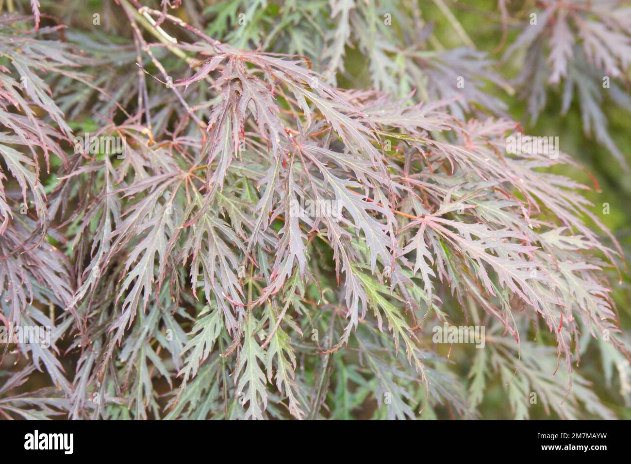 Summer foliage of Japanese maple Acer palmatum dissectum Garnet in UK ...