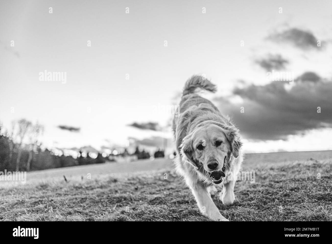 A greyscale shot of a furry Labrador dog running on the field Stock ...