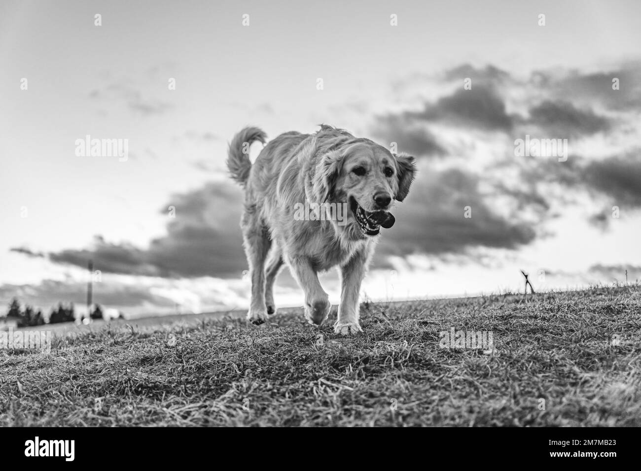 A greyscale shot of a furry Labrador dog running on the field Stock ...