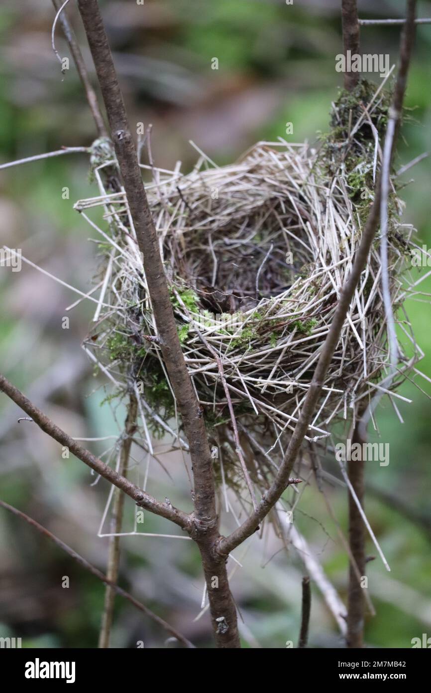 Nest with moss padding hi-res stock photography and images - Alamy