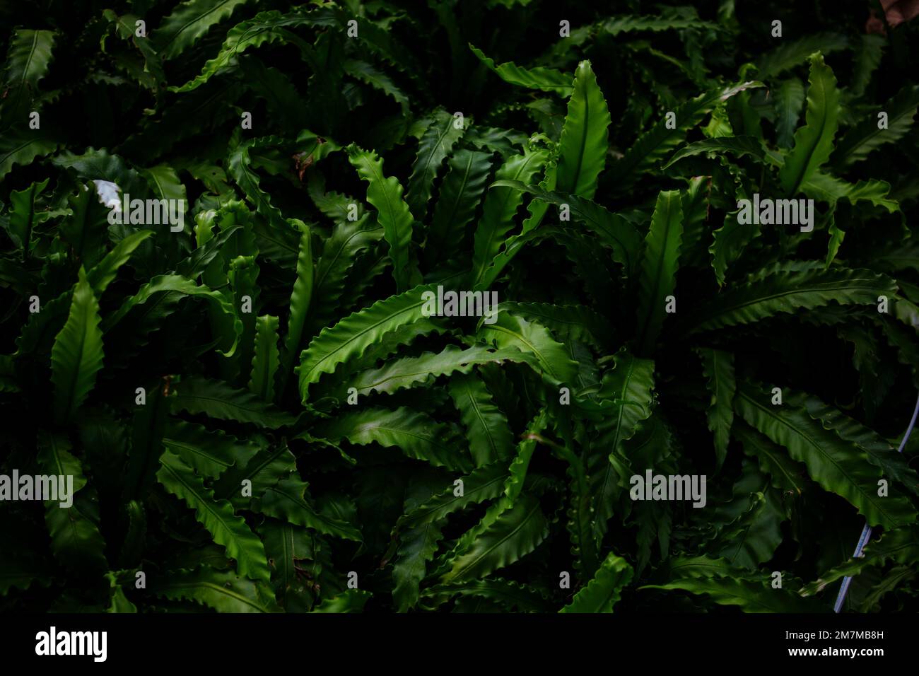 Deep green leaf hi-res stock photography and images - Alamy