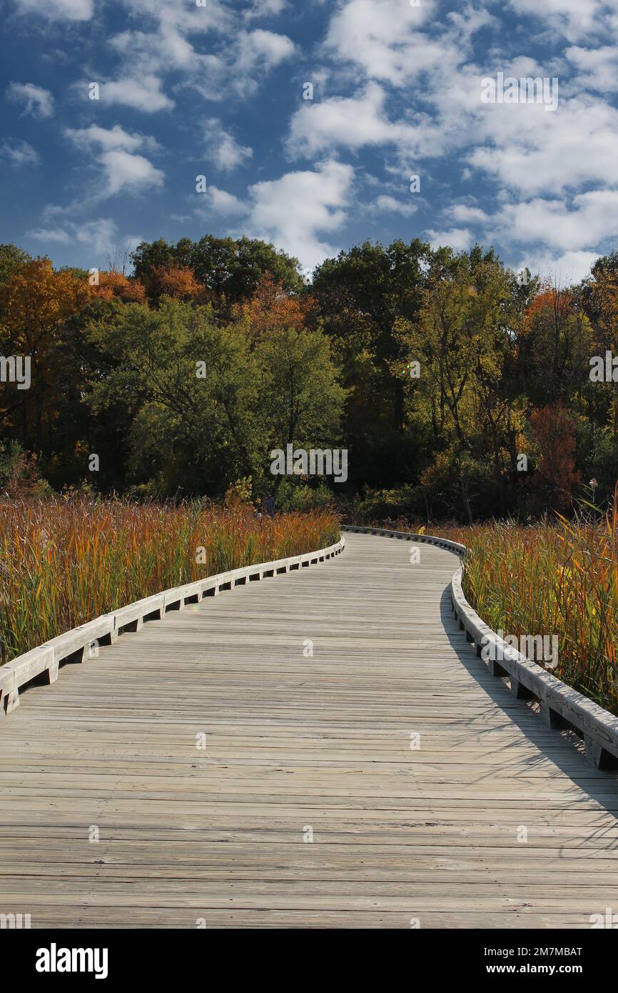 A raised, curved, wood, walking platform through wetlands leading to a ...