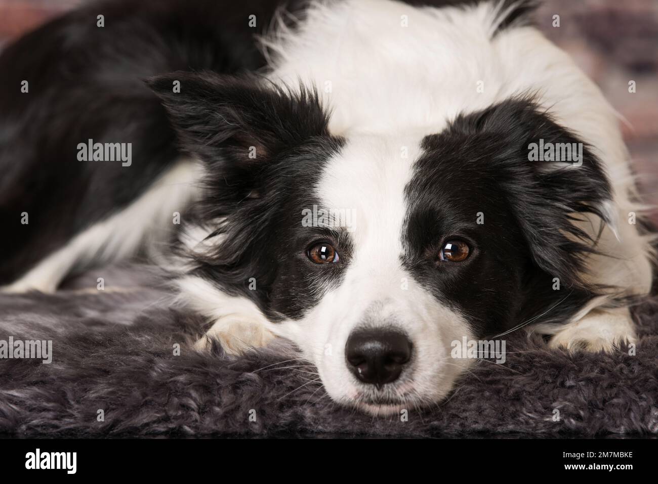 Tired border collie dog lying on a blanket Stock Photo - Alamy