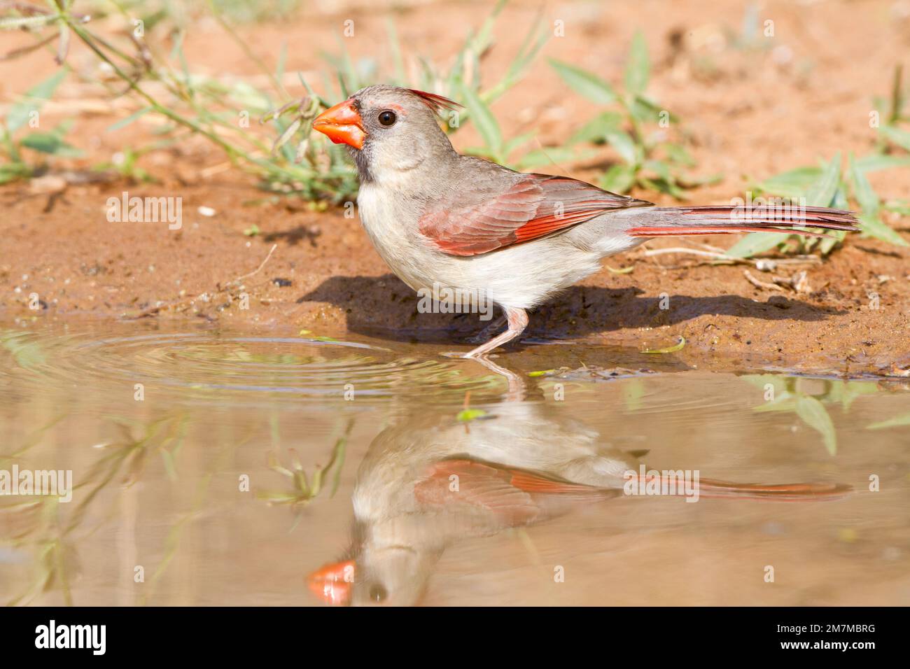 Northern cardinal drinking water hi-res stock photography and images ...