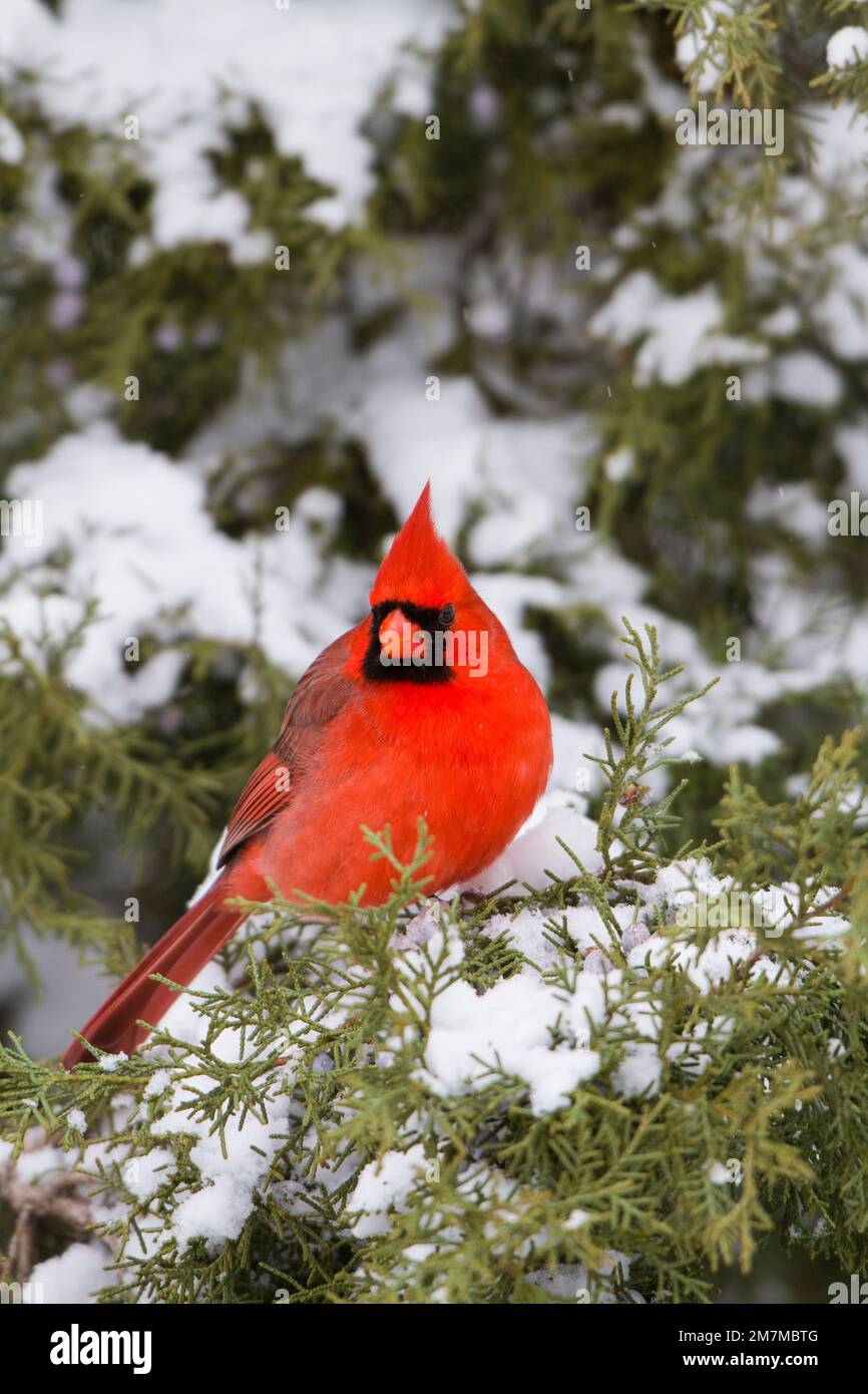 Juniper seed bird hi-res stock photography and images - Alamy