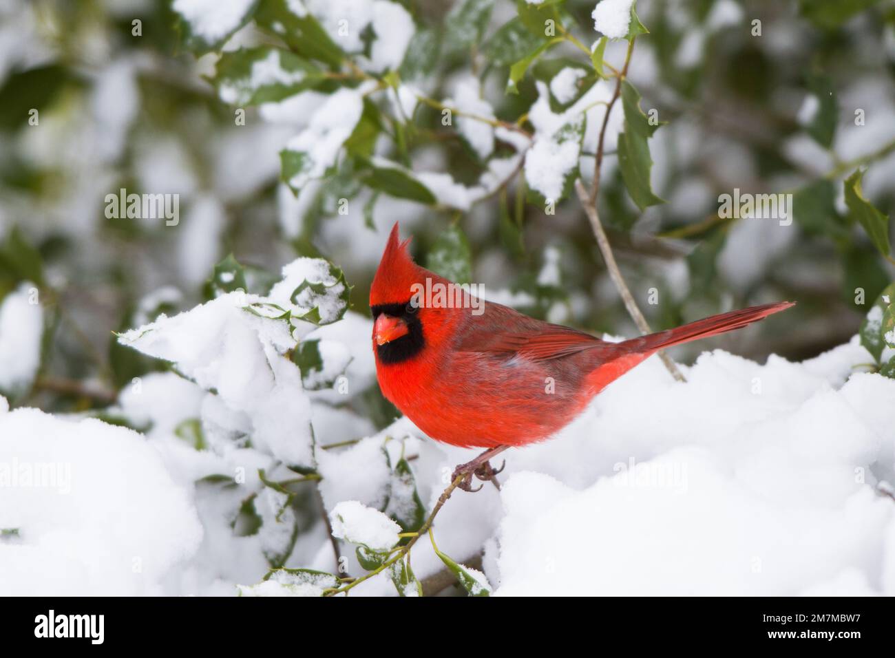 State bird in seven states hi-res stock photography and images - Alamy