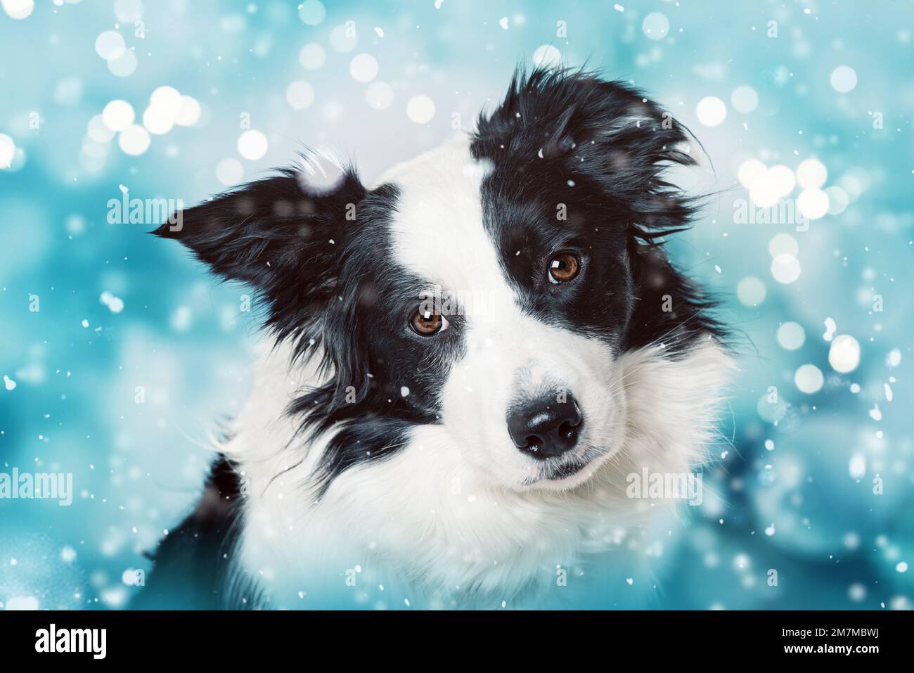 Border collie dog on christmas background Stock Photo - Alamy