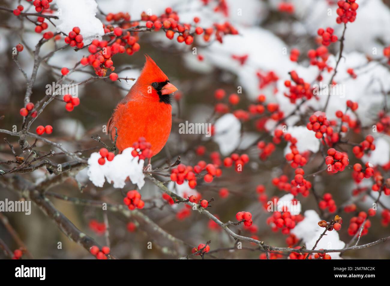 21812 hi-res stock photography and images - Alamy