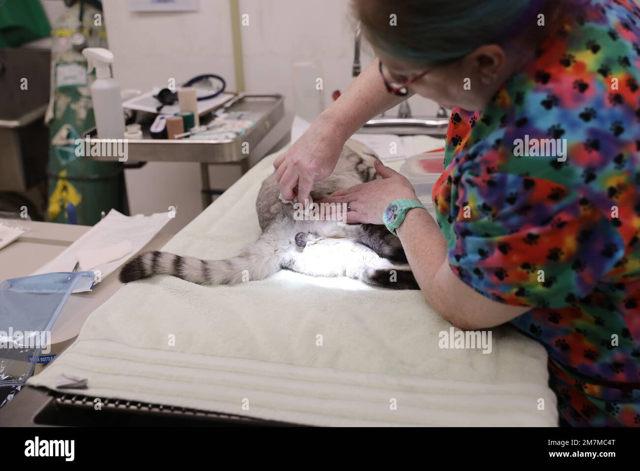 Neutering procedure hi-res stock photography and images - Alamy