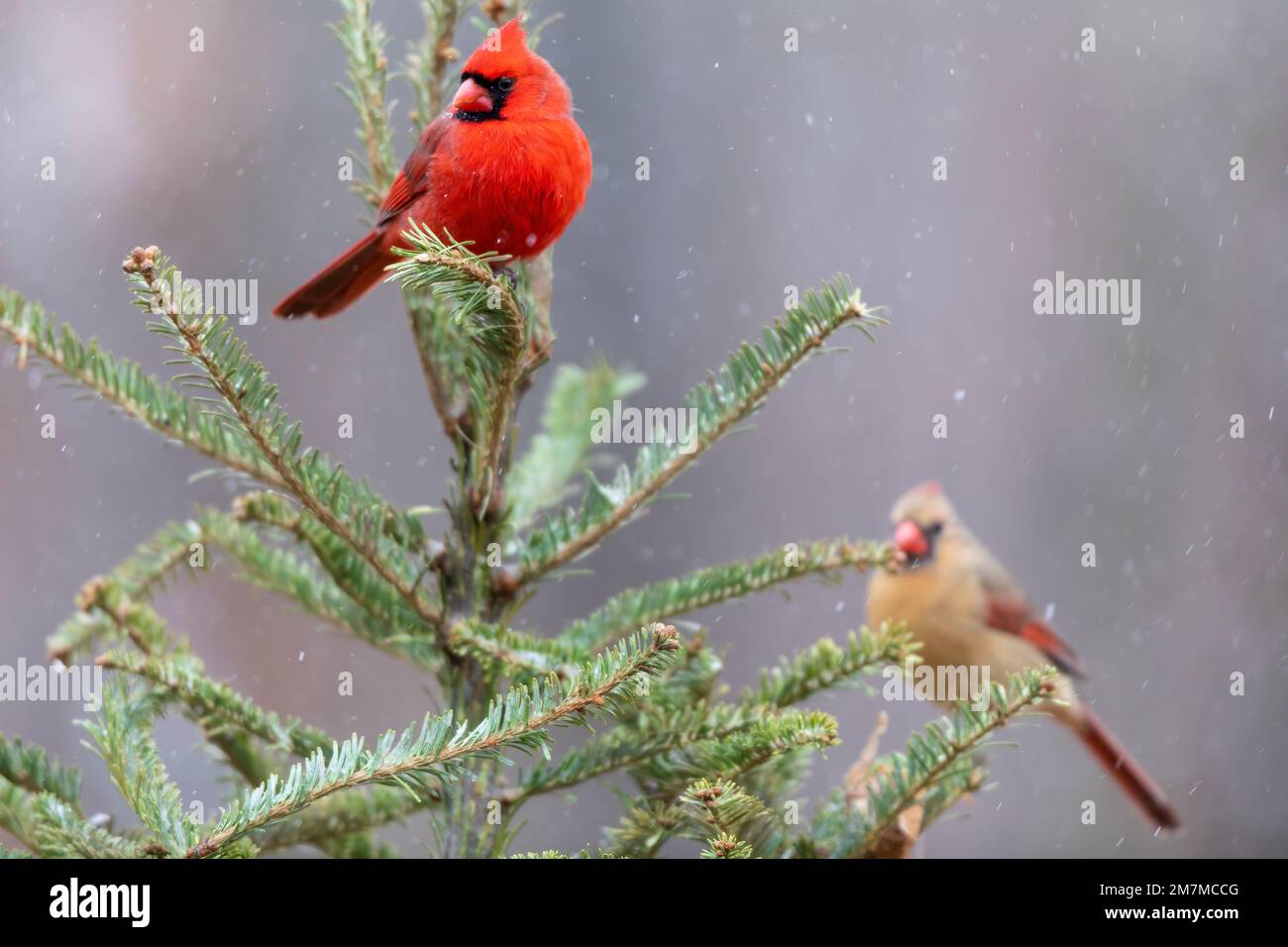 01530-24005 Northern Cardinal (Cardinalis cardinalis) male and female ...