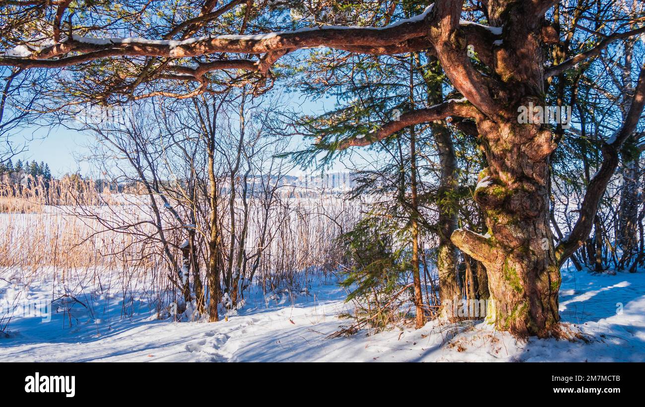 A forest covered with snow during winter Stock Photo - Alamy