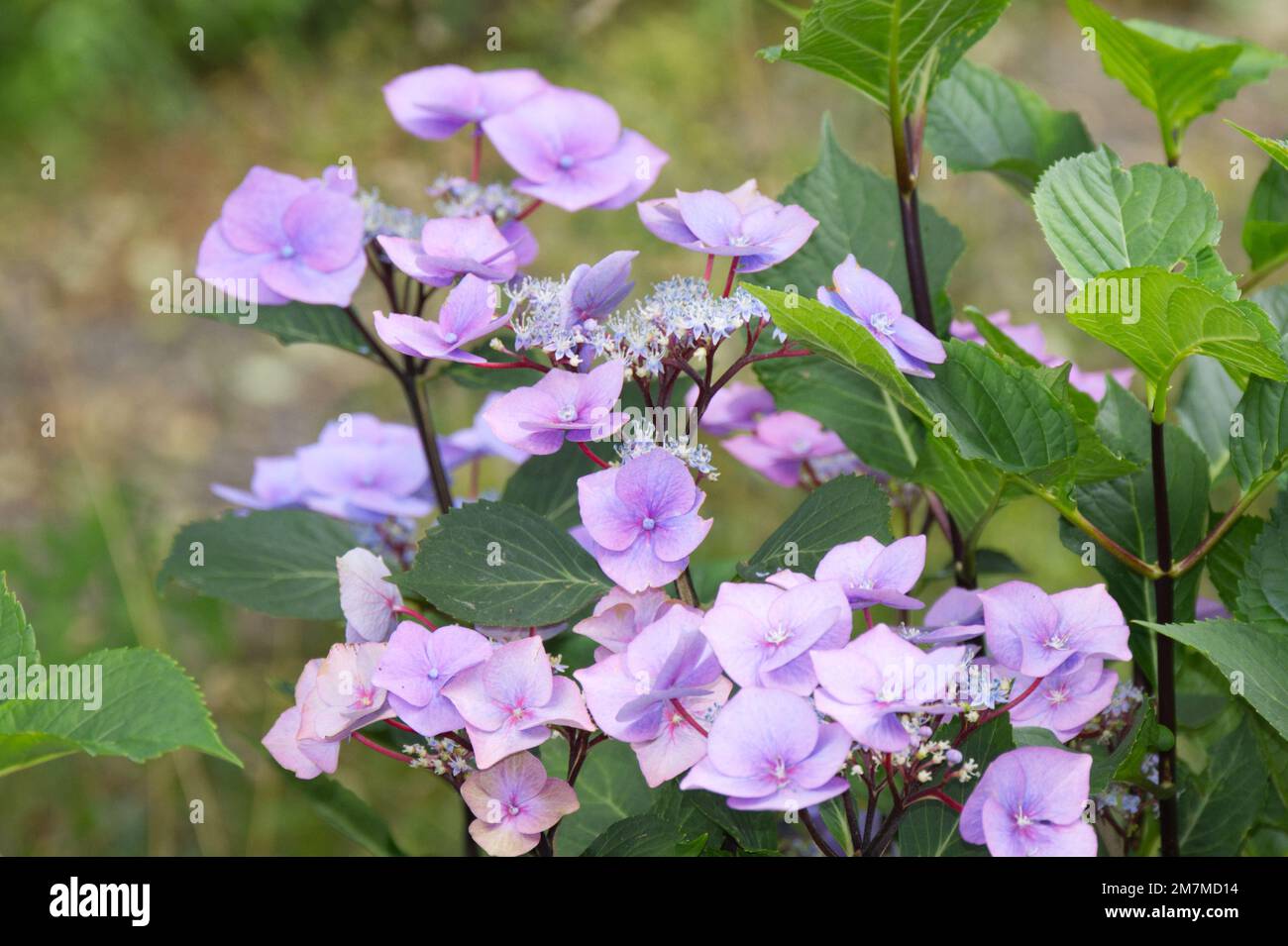 Lace cap hydrangea hi-res stock photography and images - Alamy