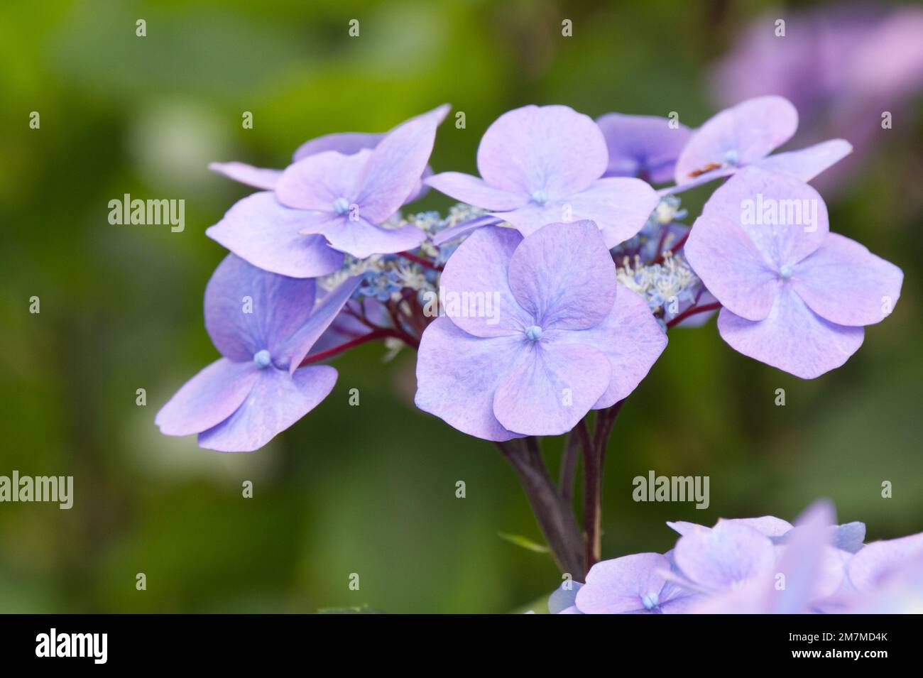 Lace cap hydrangea hi-res stock photography and images - Alamy