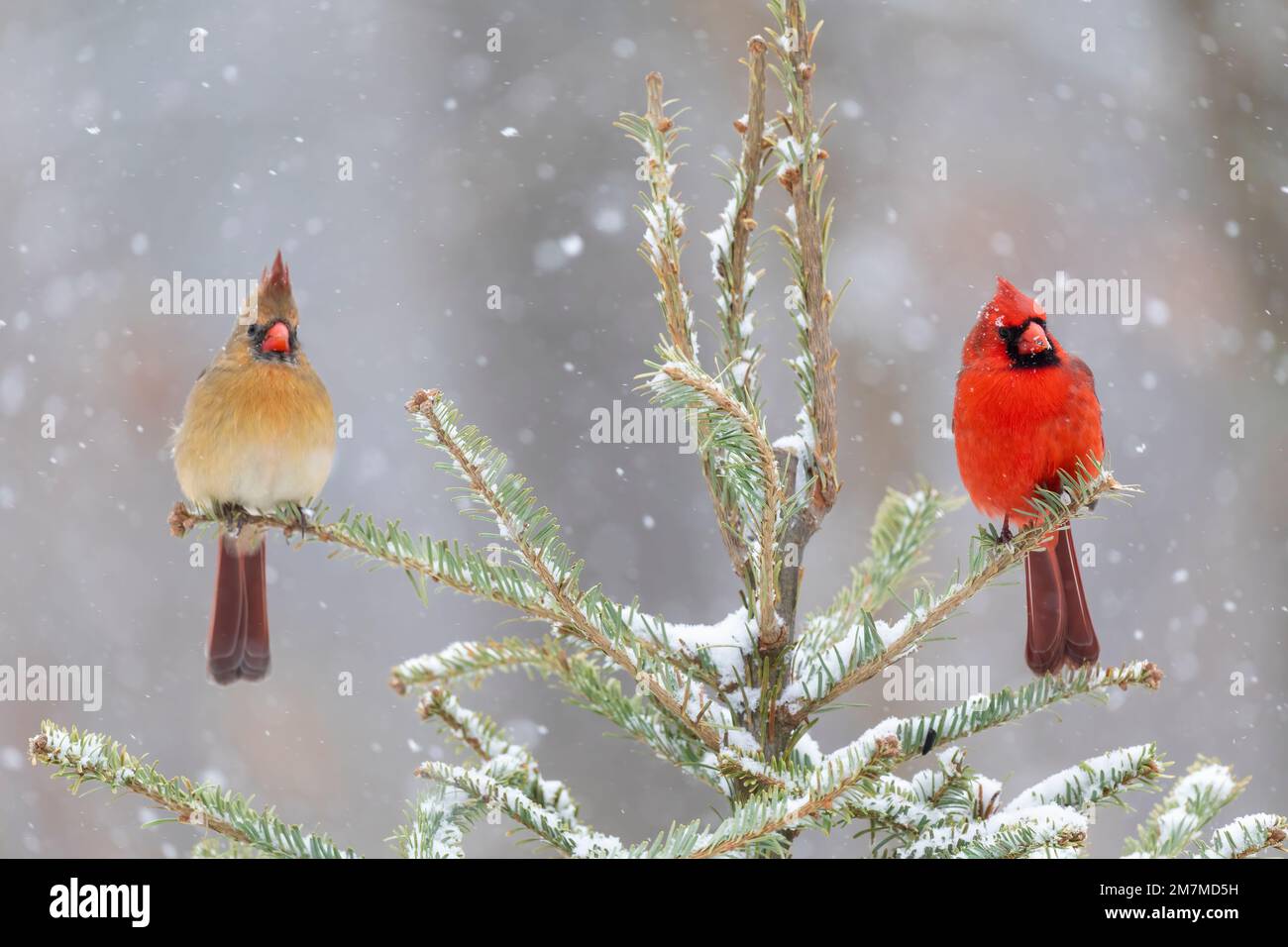 01530-24919 Northern Cardinal (Cardinalis cardinalis) male & female in ...