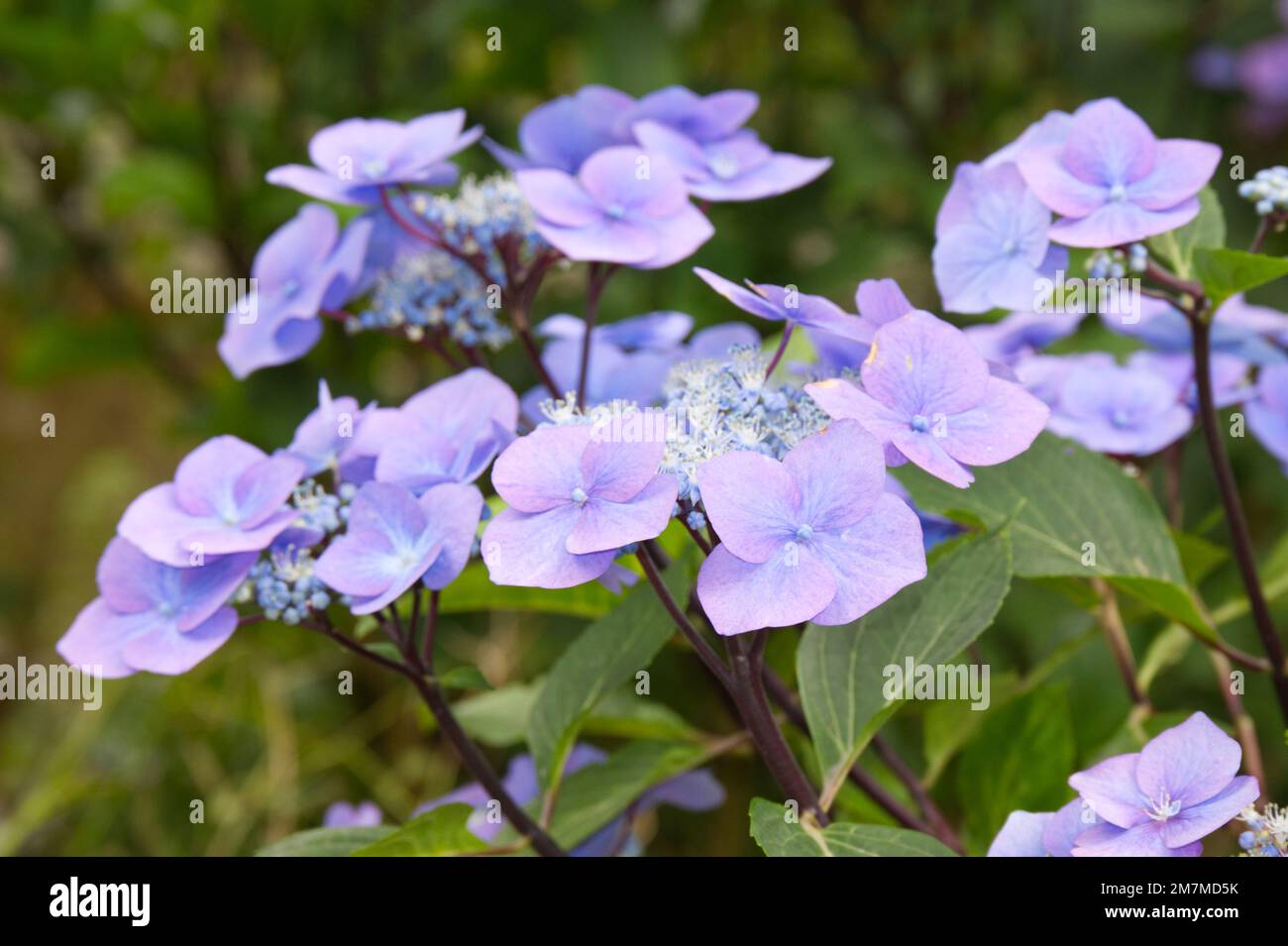 Summer blooms of Lacecap hydrangea, Hydrangea macrophylla 'Zorro' in UK garden August Stock ...