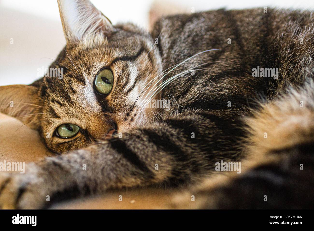 Domestic cat (Felis catus). Florianopolis, Santa Catarina, Brazil Stock ...