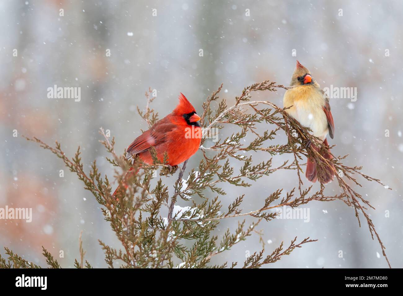 01530-25118 Northern Cardinal (Cardinalis cardinalis) male & female in ...