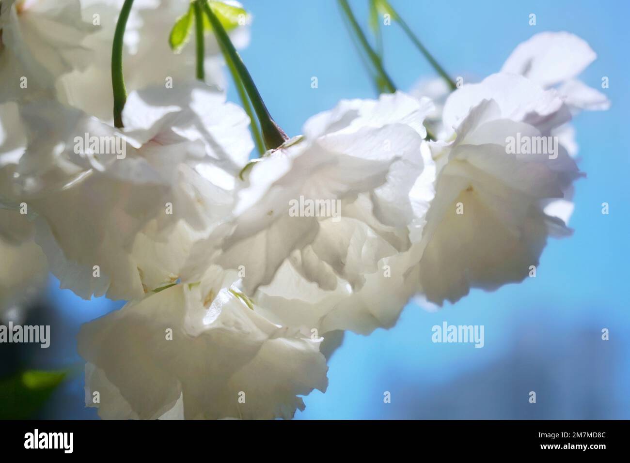Flowers. Cheery blossom. Light and shadow. Pink background. Duke ...