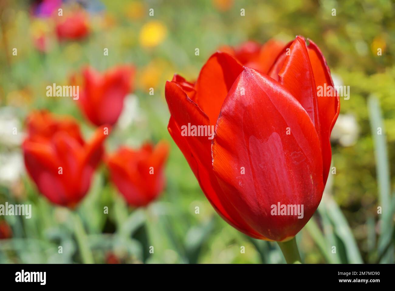 Flowers. Tulip blossom. Light and shadow. Red background. Duke ...