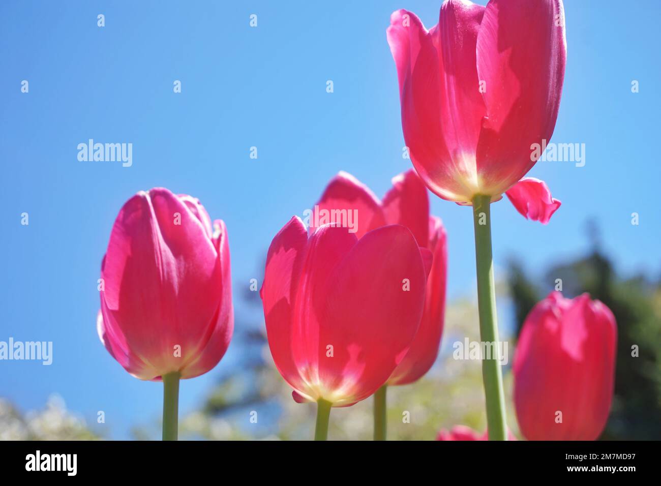 Flowers. Tulip blossom. Light and shadow. Pink background. Duke ...
