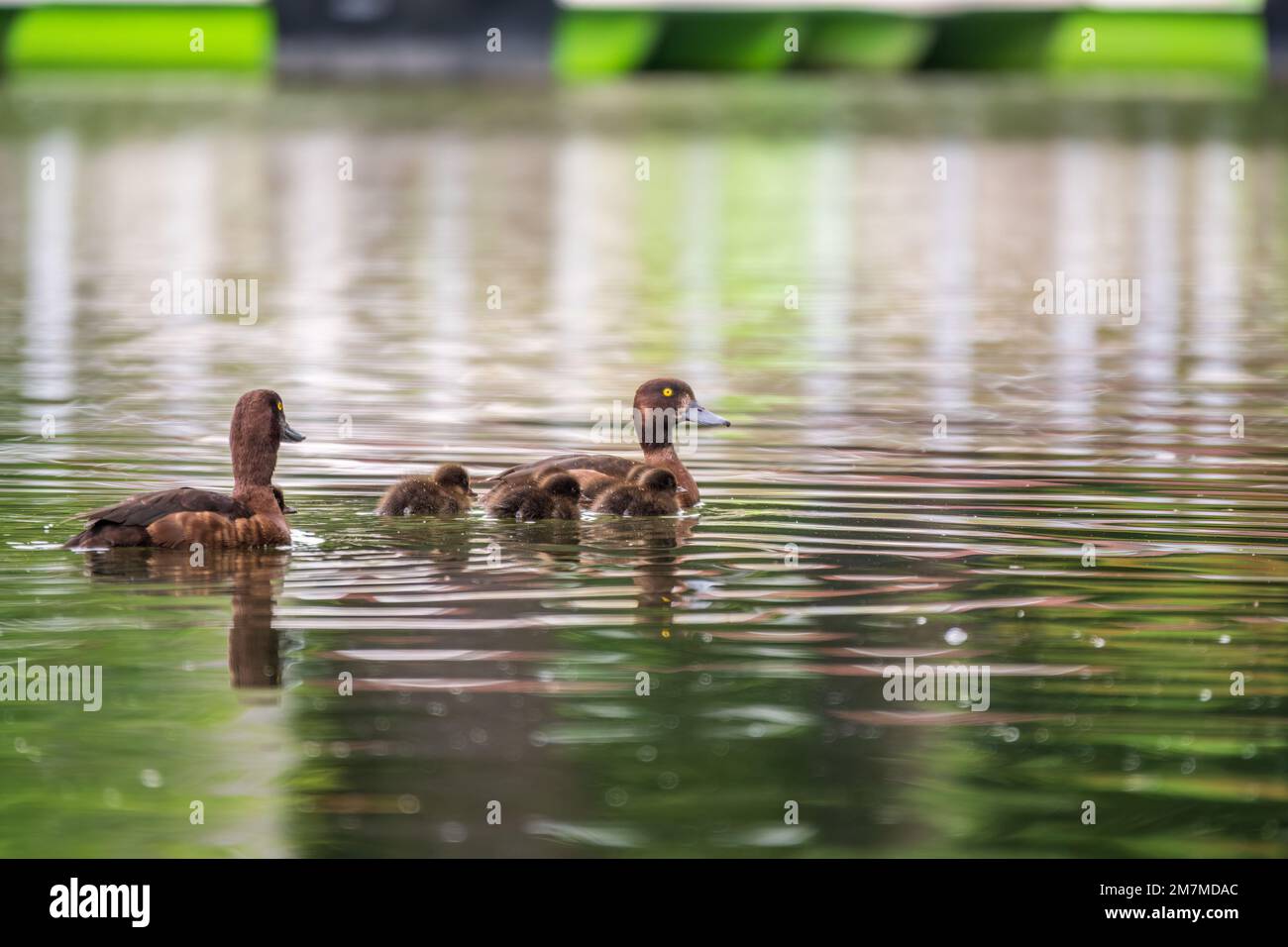 Tufted duck Family swims with their ducklings in green lake water. A ...
