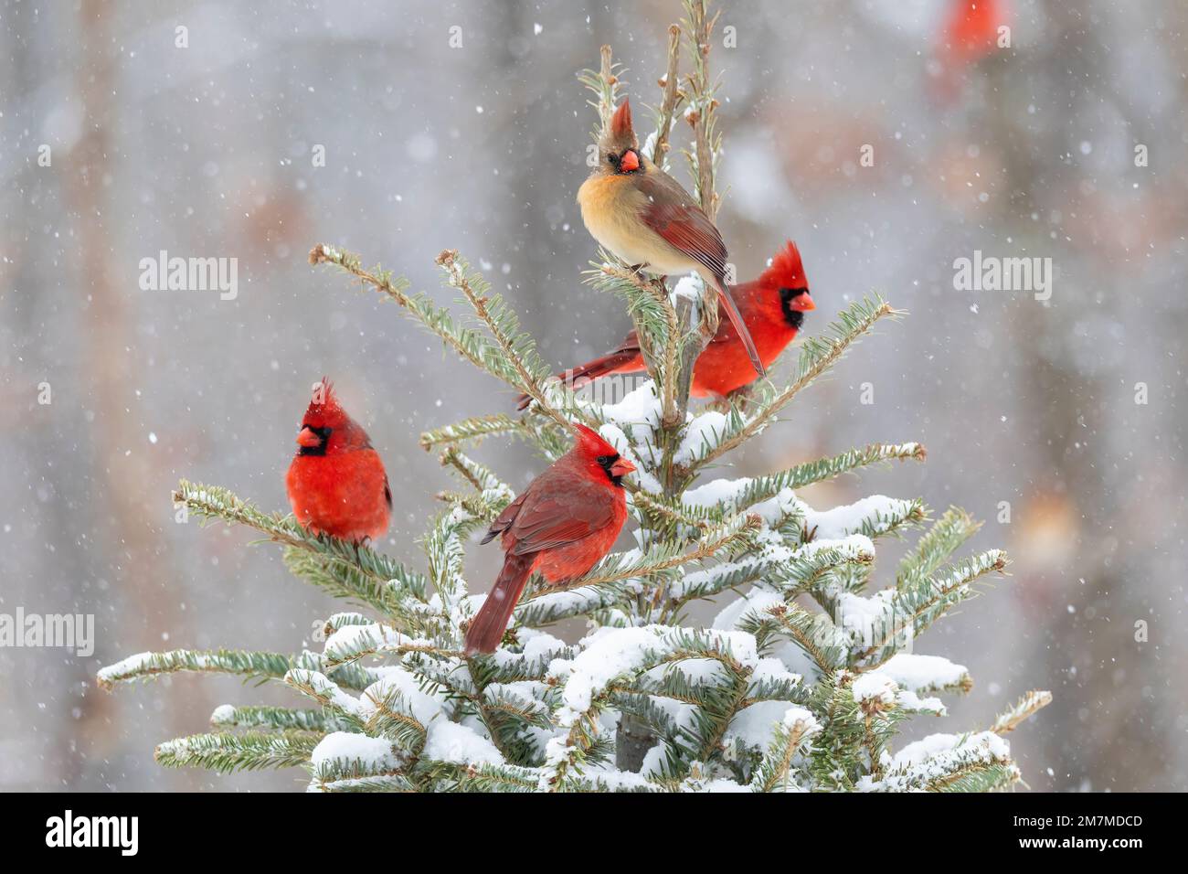 01530-25303 Northern Cardinal (Cardinalis cardinalis) males & female in ...