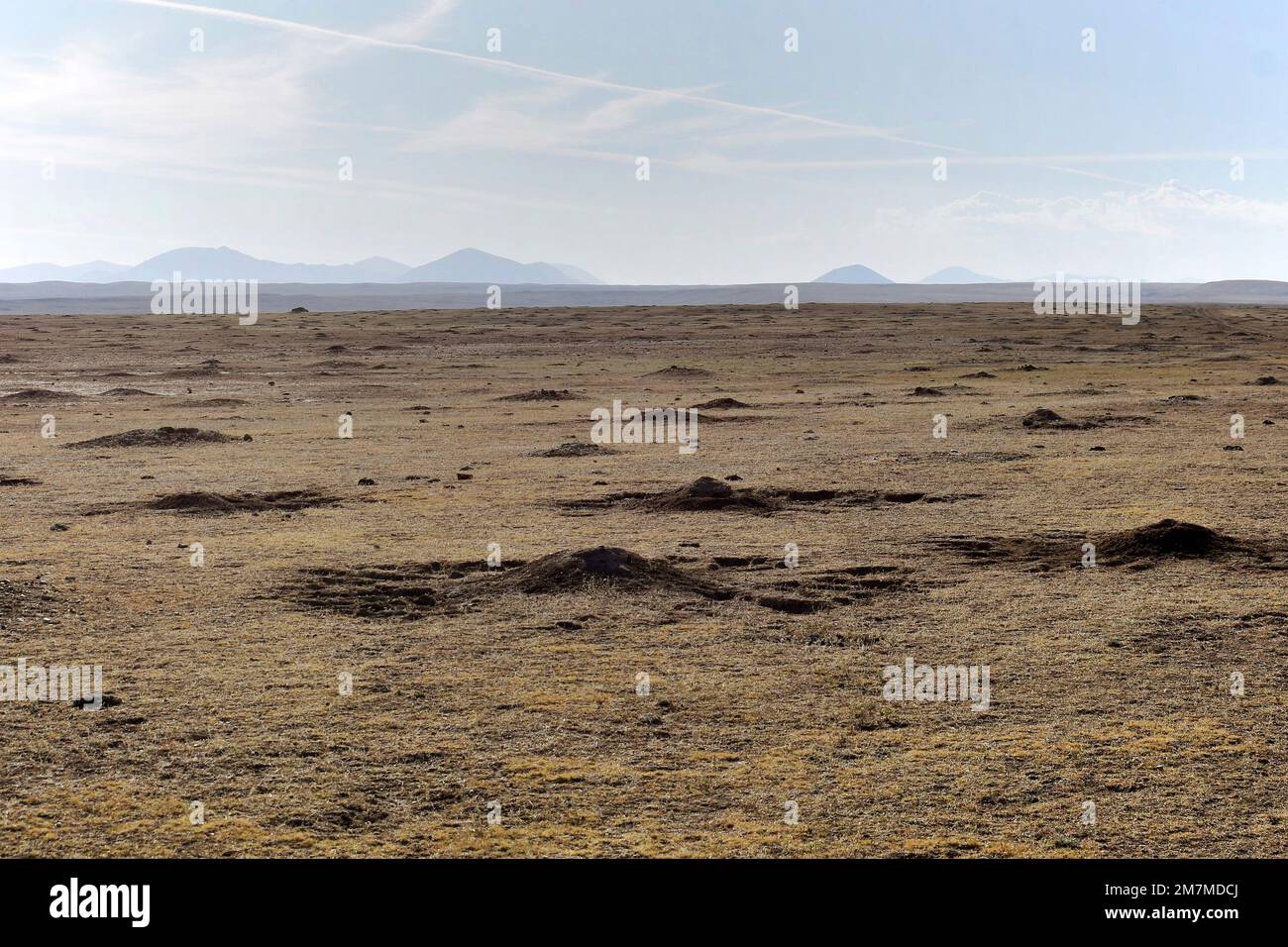 Burrows for prairie dogs in a colony inhabited by black-footed ferrets ...