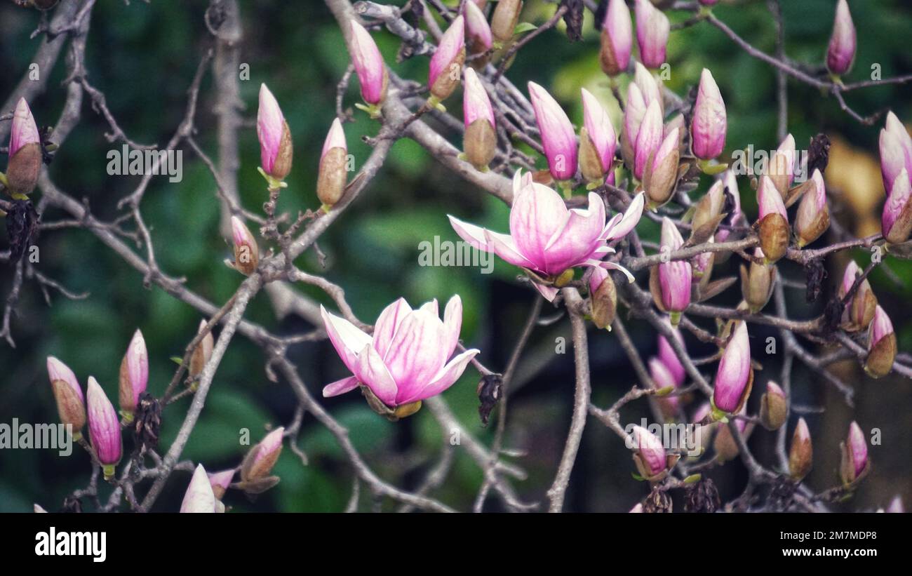 Flowers. Magnolia blossom. Light and shadow. Pink background. Duke ...