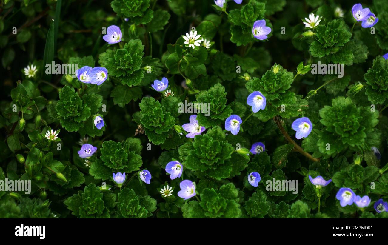 Small flowers. Blossom. Light and shadow. Green background. Duke ...