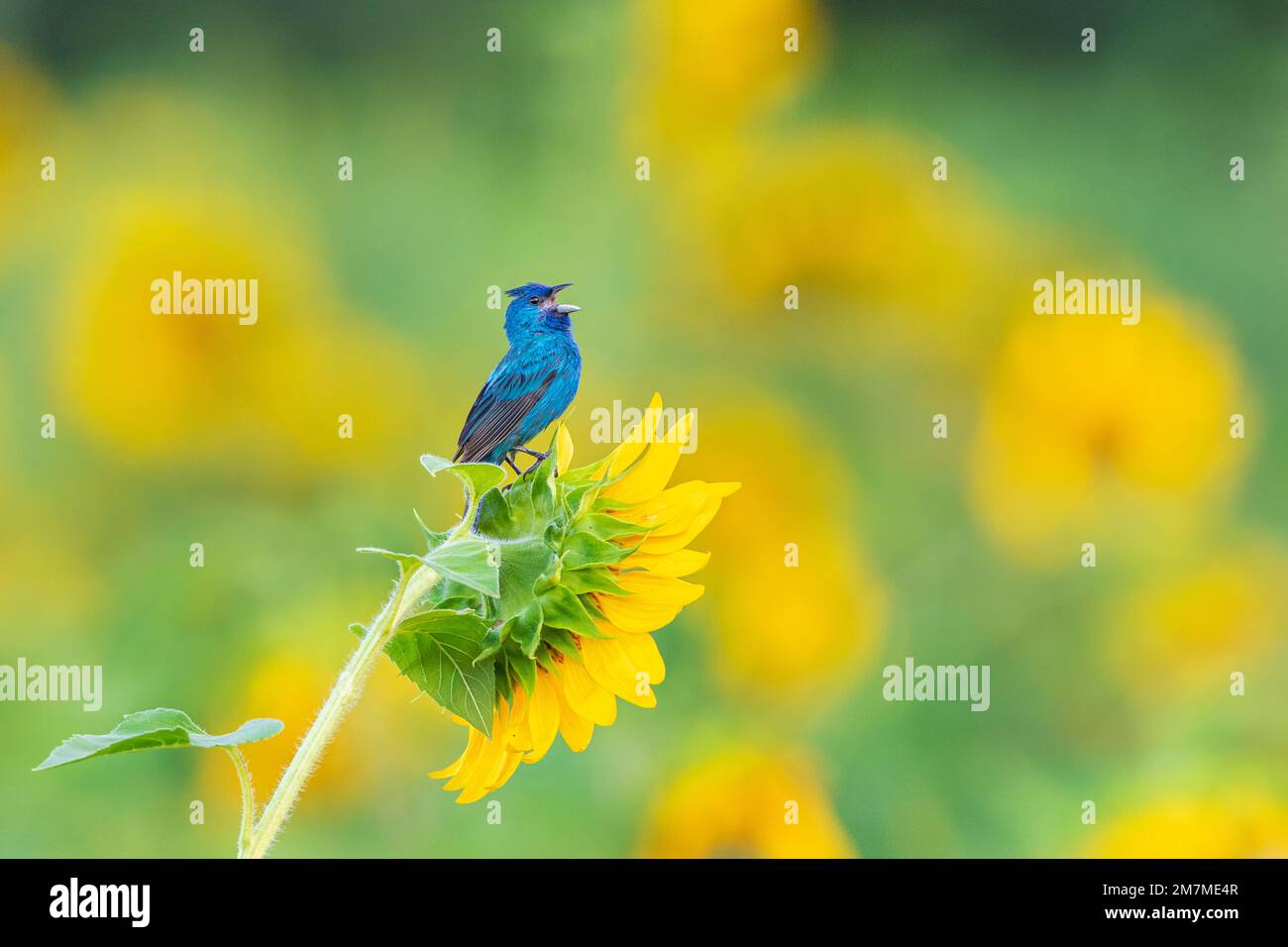 01536-02816 Indigo Bunting (Passerina cyanea) male singing on Sunflower ...