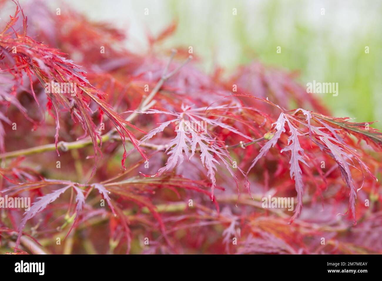 Summer foliage of Japanese maple Acer palmatum dissectum Garnet in UK ...