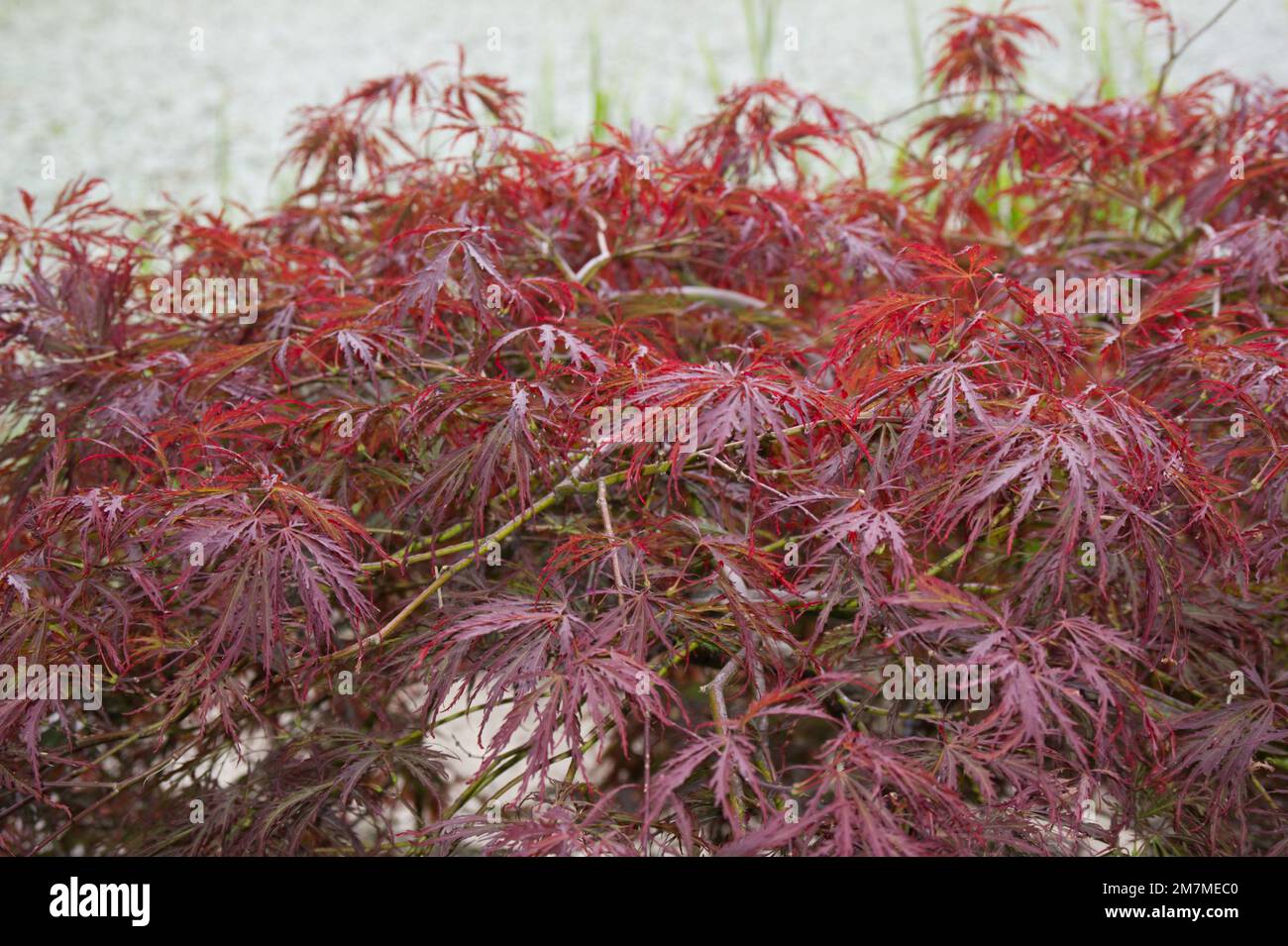 Summer foliage of Japanese maple Acer palmatum dissectum Garnet in UK ...
