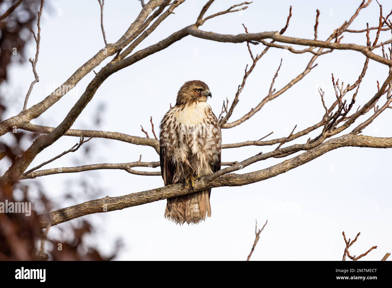 A closeup of a red-tailed hawk perched on the tree branch on the ...