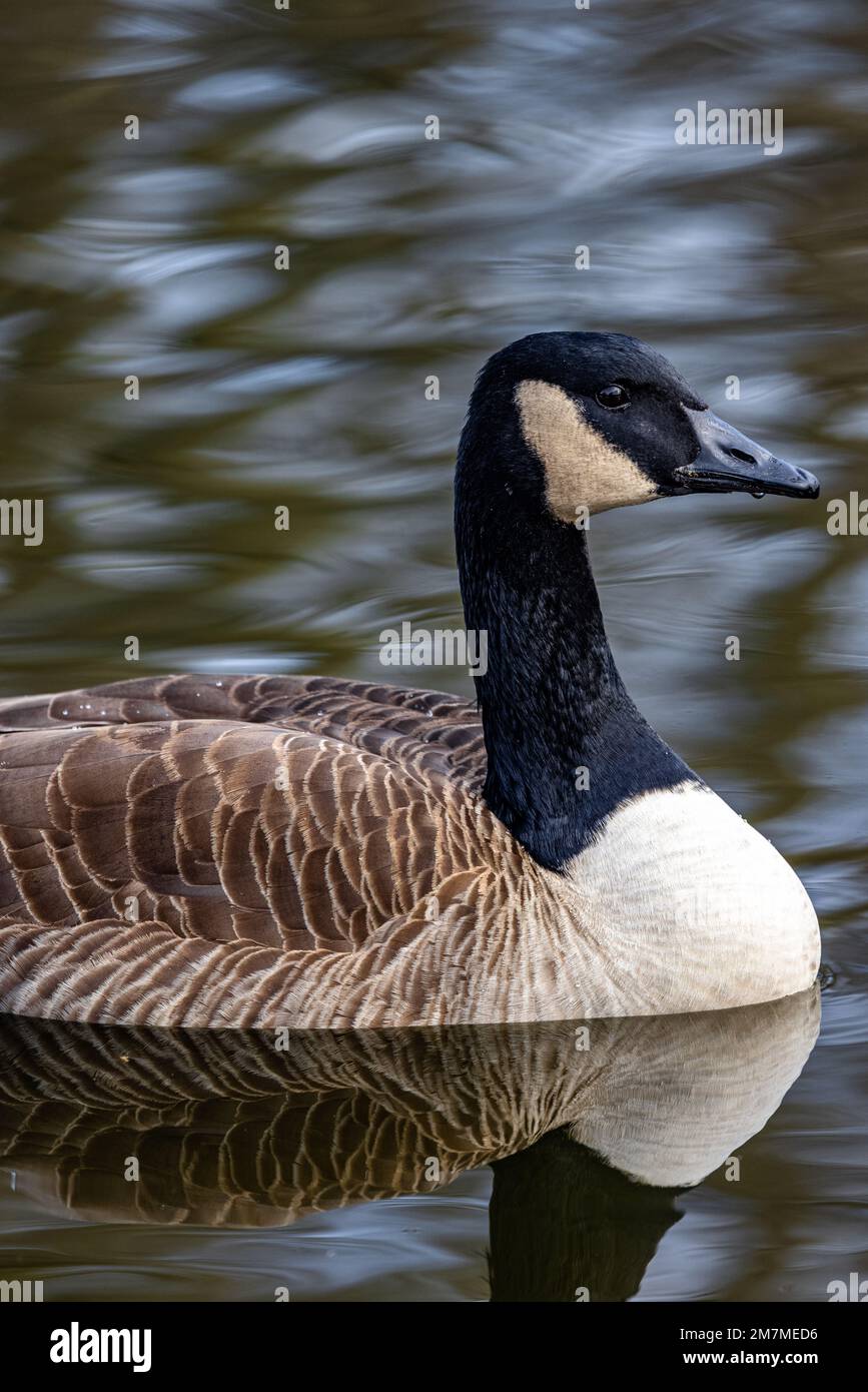 A vertical shot of a goose swimming on the water Stock Photo - Alamy