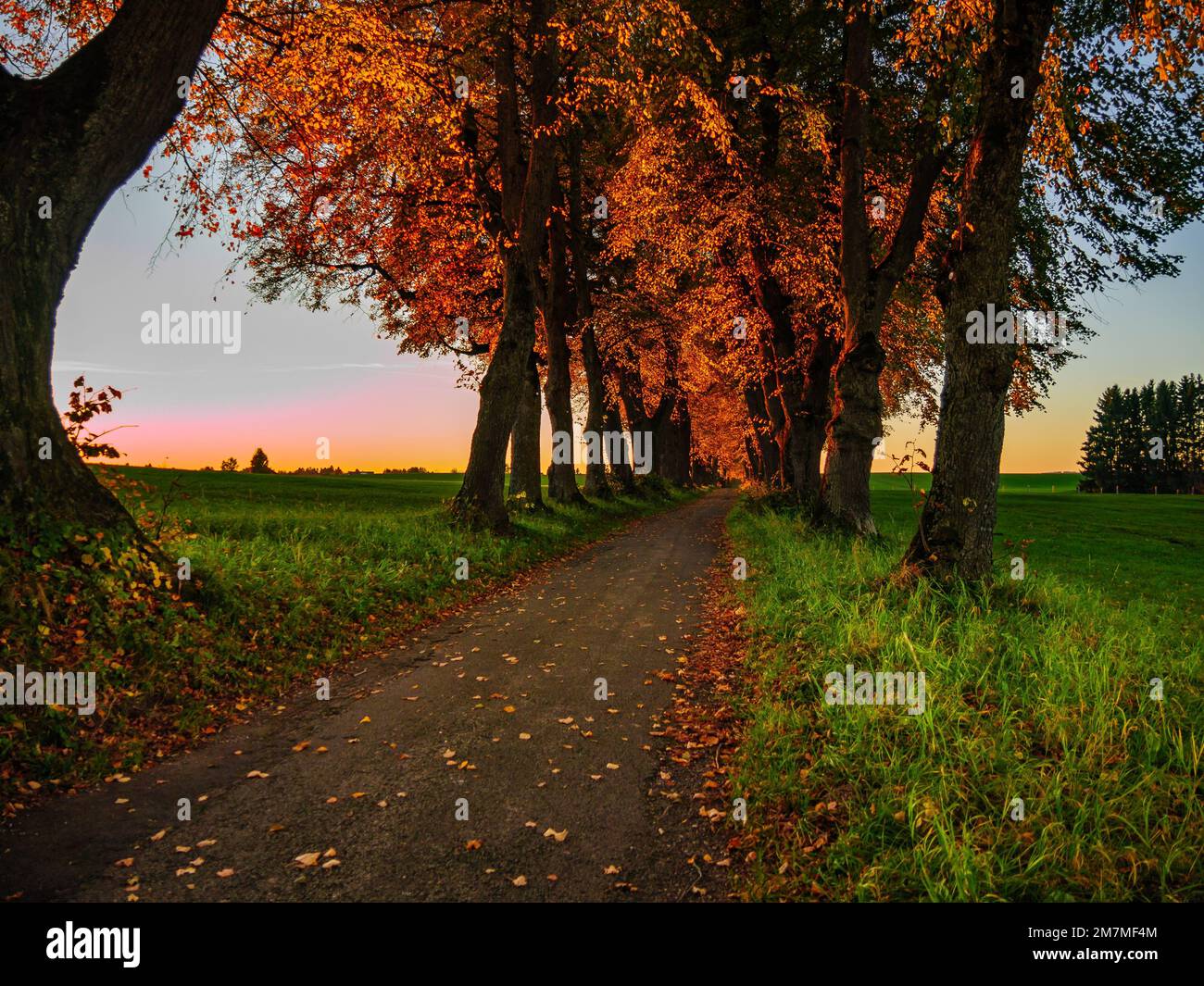 A road in the middle of tall trees with orange leaves Stock Photo - Alamy