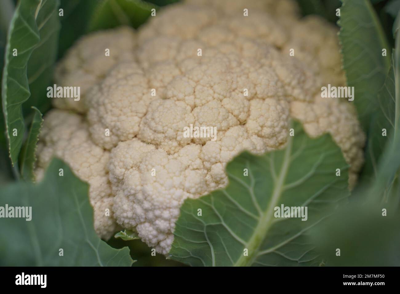 Cauliflower head in natural conditions, close-up. Vegetarianism. Diet ...