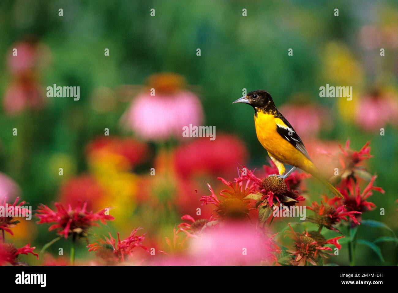 Male baltimore oriole on gardenview scarlet bee balm monarda in hi-res ...