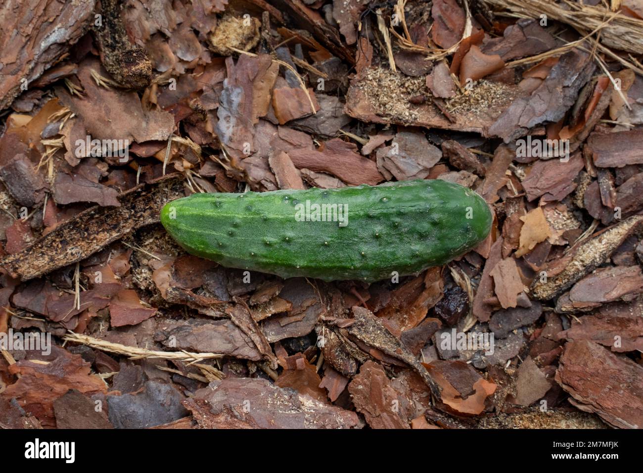 Fresh juicy cucumber lies on the ground. Freshly picked vegetables on ...