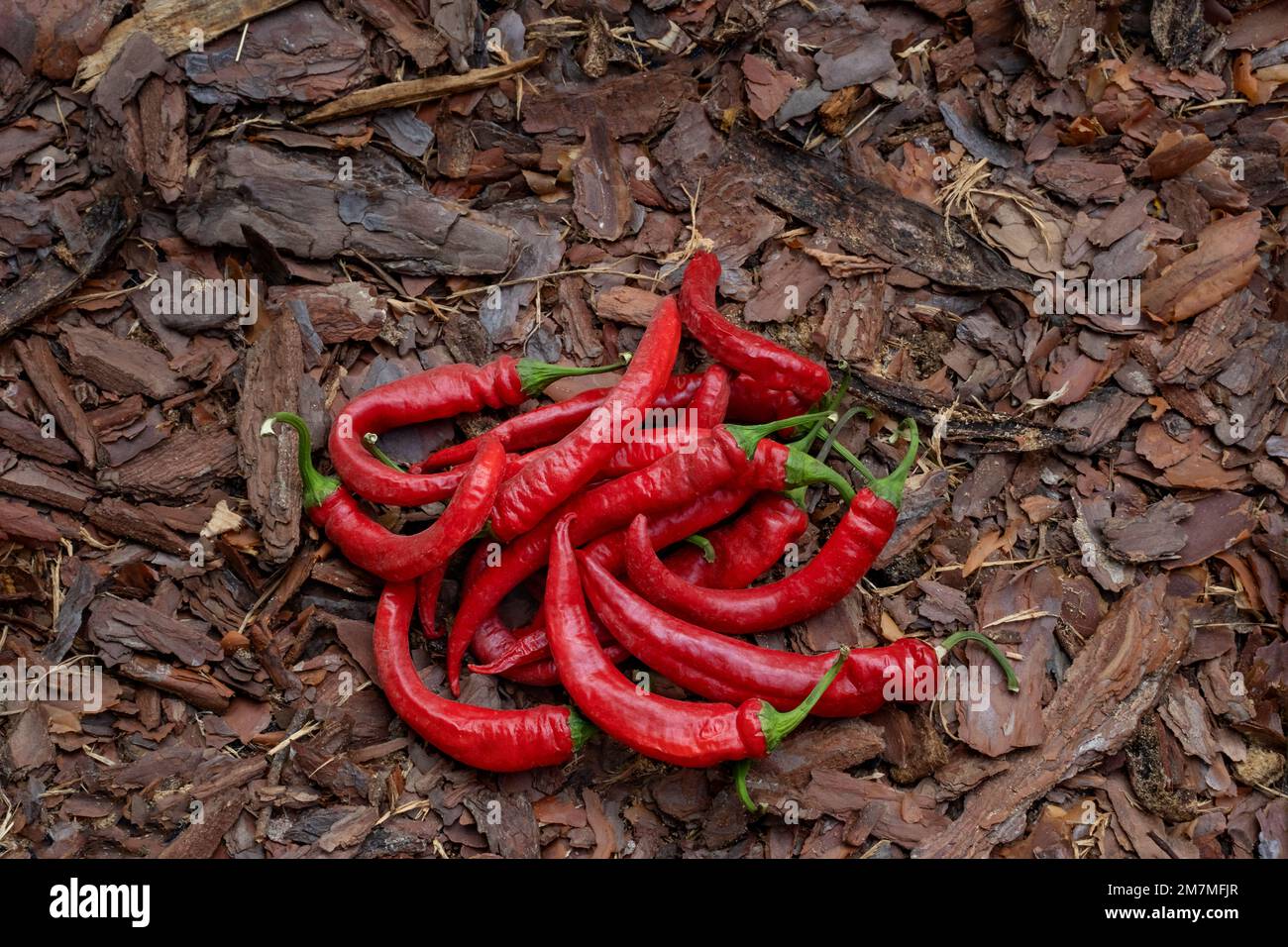Hot chili peppers top view. Pepper for a spicy salad. Fresh vegetables ...