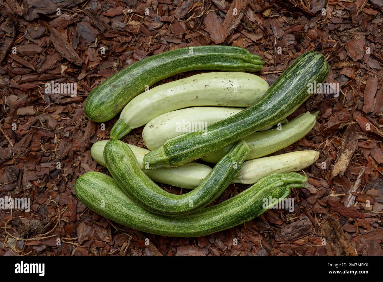 White and green zucchini of various shapes. Fancy shaped vegetables ...