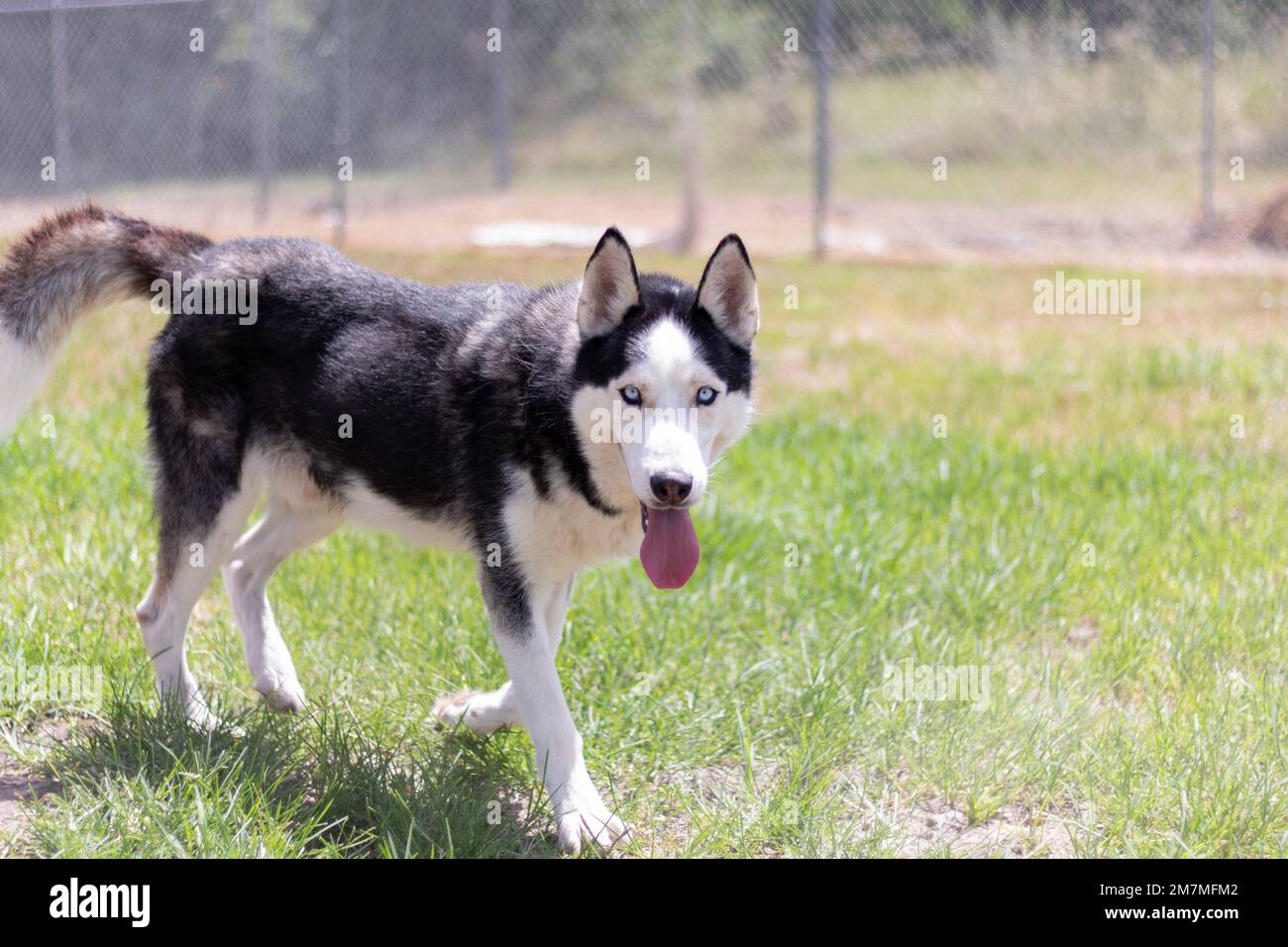 Homeless dog at shelter outside playing in yard waiting for adoption ...