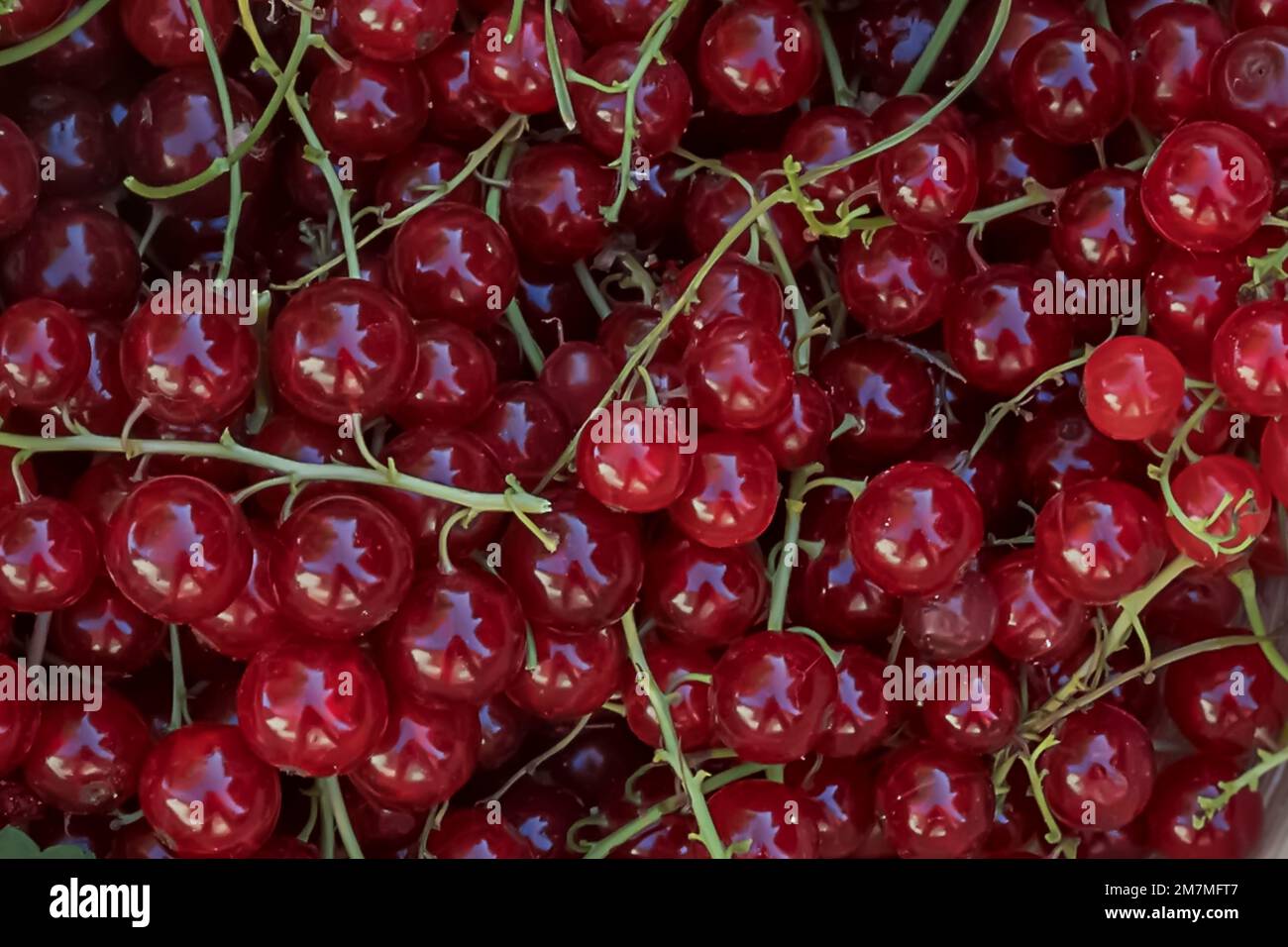 Fruit background. Plucked bunches of red currants close-up, top view ...
