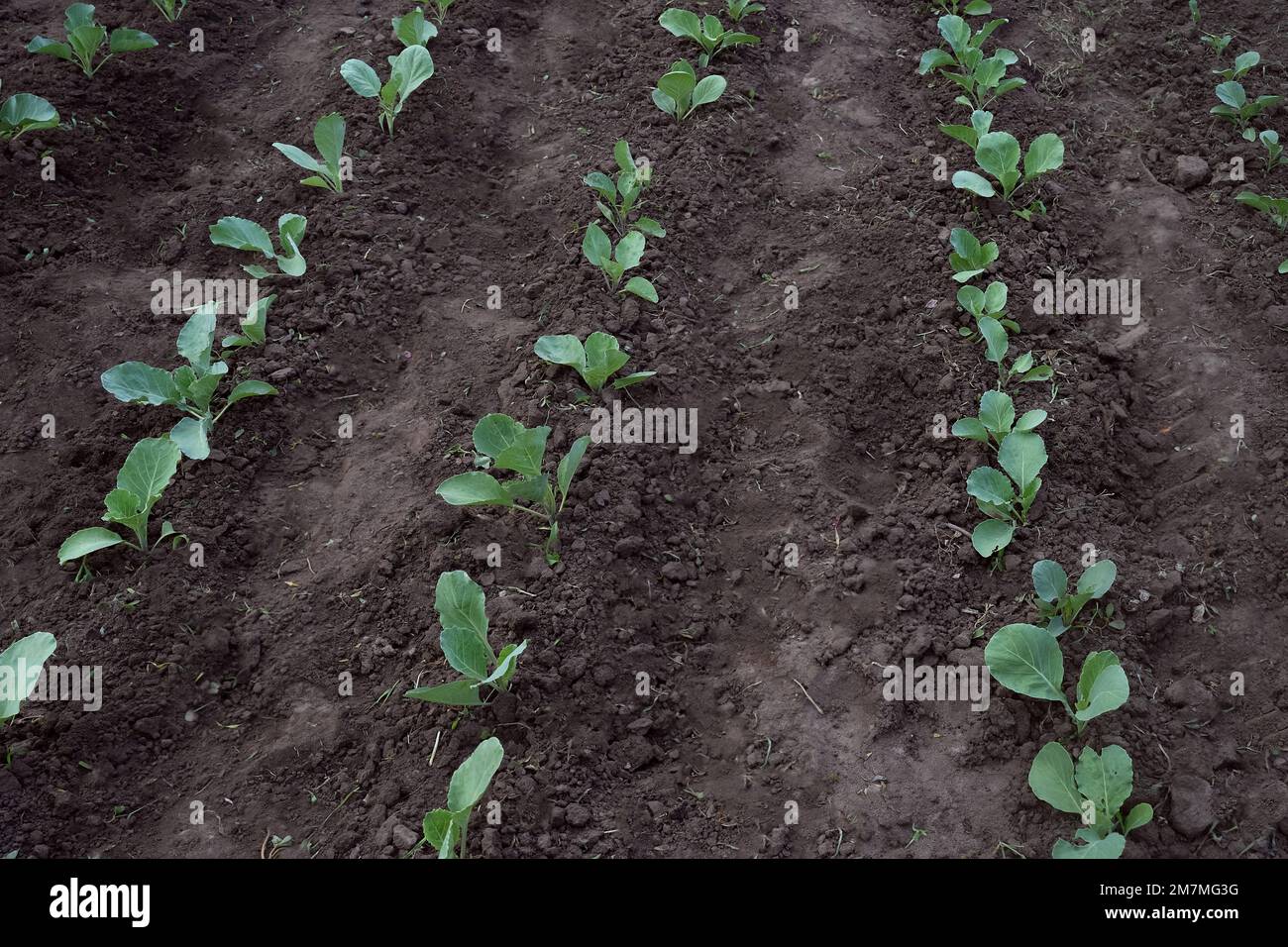 Many rows of cabbage sprouts. Vegetable field with rows of cabbage ...