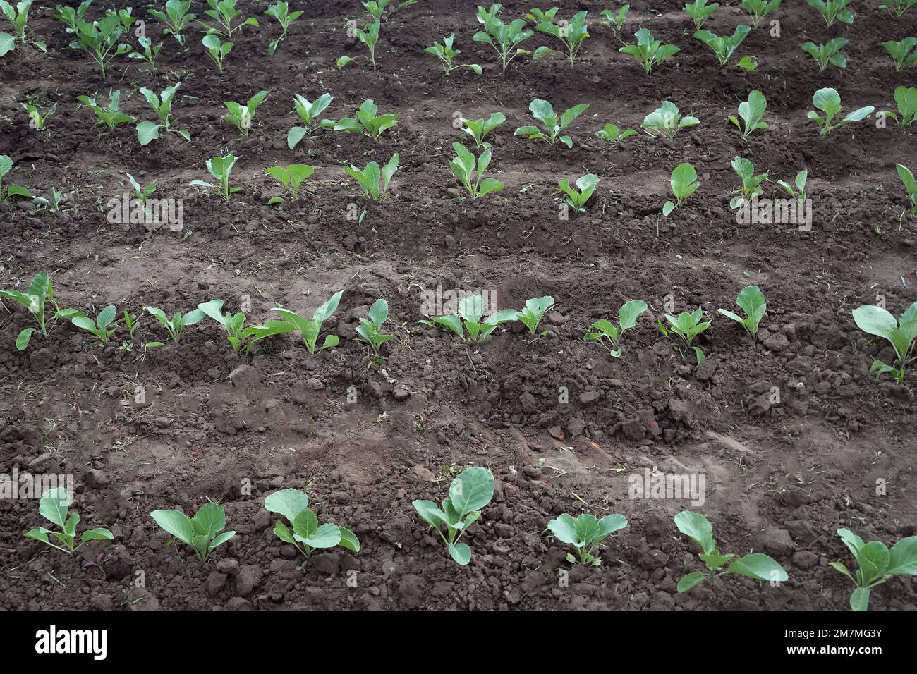 Rows of young cabbage on the field. Organic vegetables. Vegetable ...
