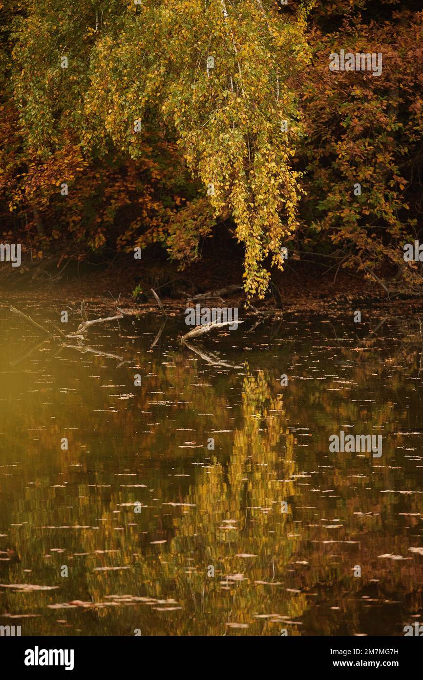 Leafage reflection hi-res stock photography and images - Alamy
