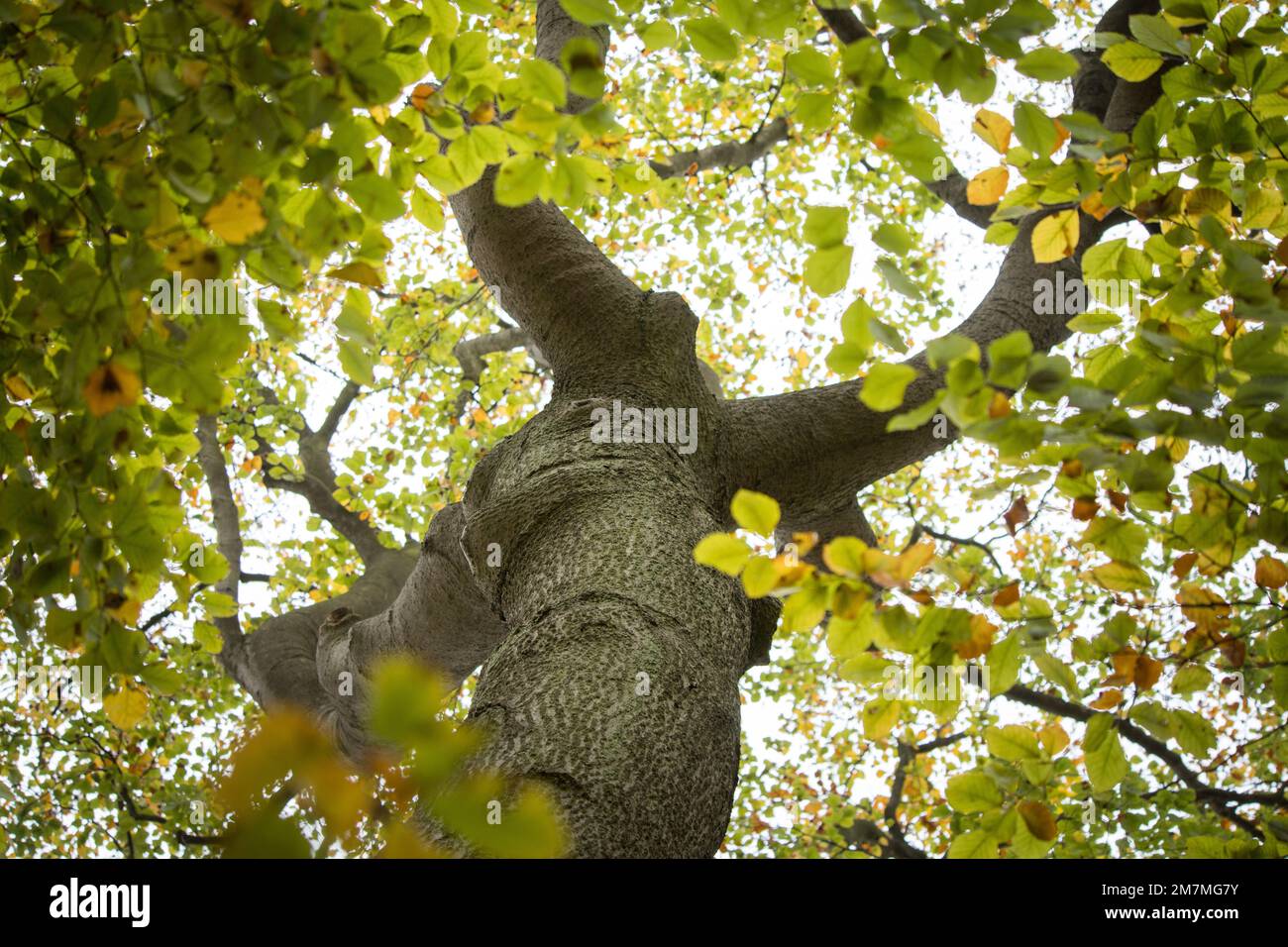 Deciduous tree from below in a forest Stock Photo - Alamy