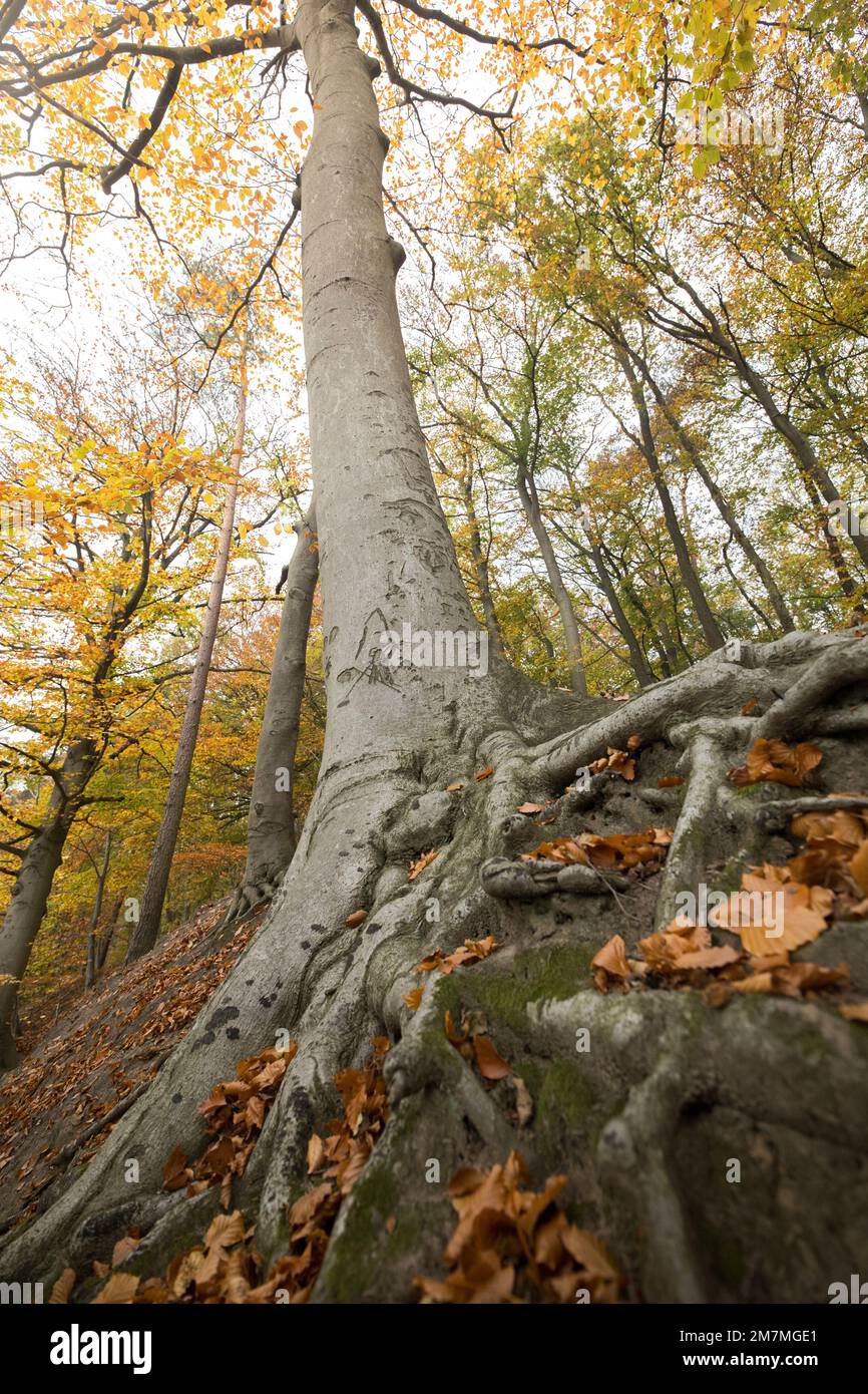 Tree root and branches hi-res stock photography and images - Alamy