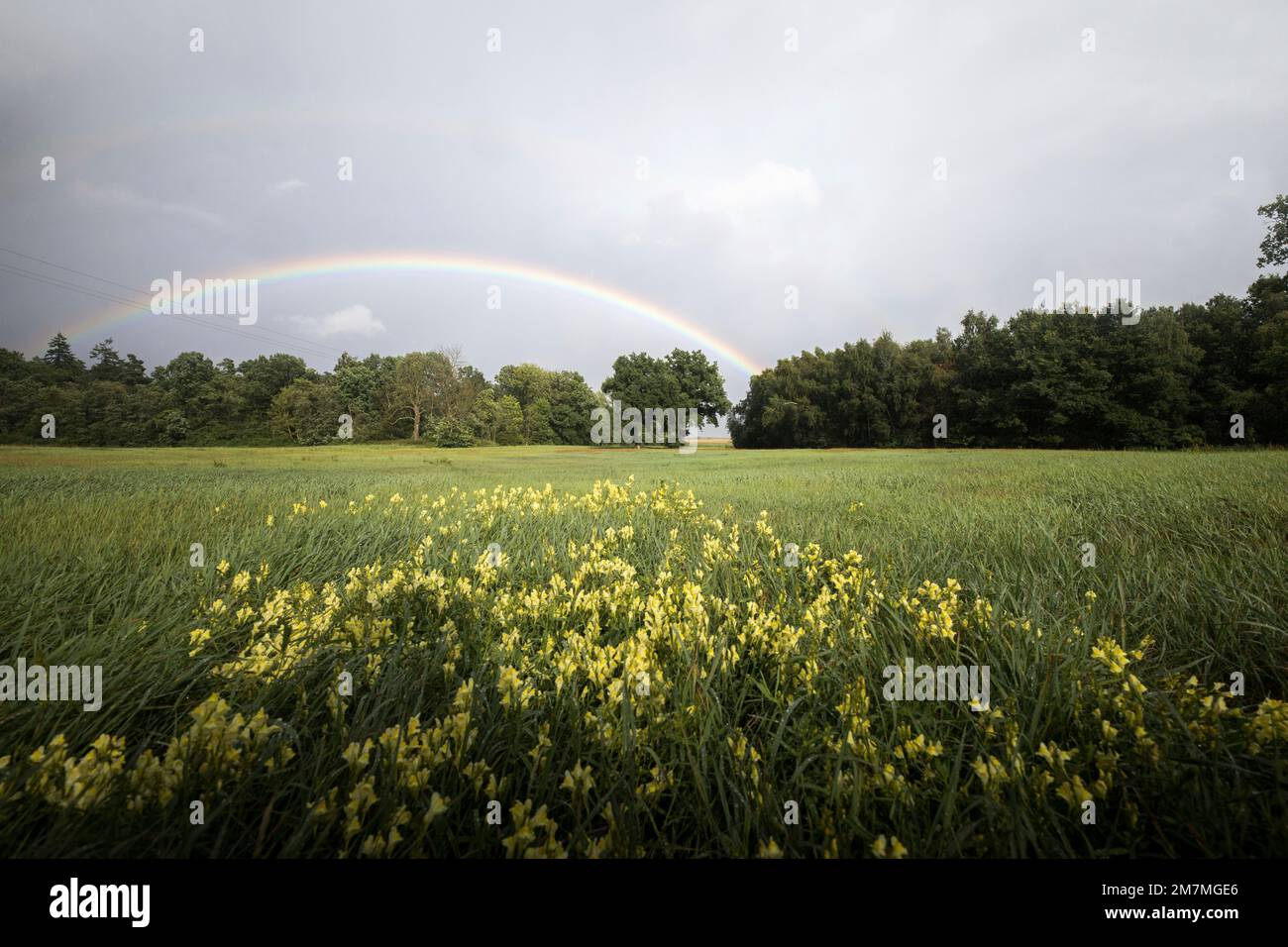 Rainbow on sky forest hi-res stock photography and images - Alamy