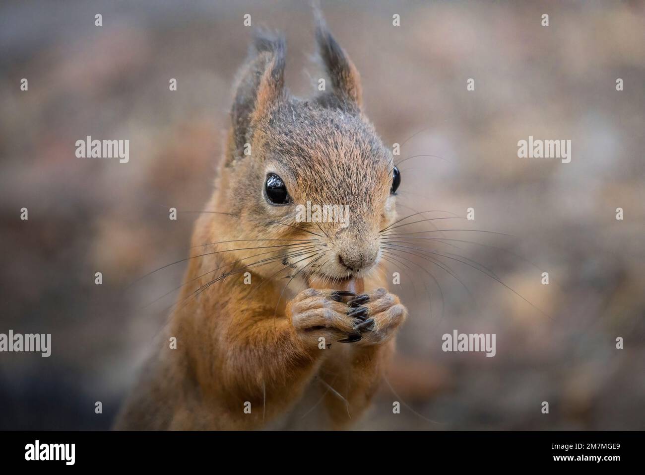 Squirrel at meal Stock Photo - Alamy